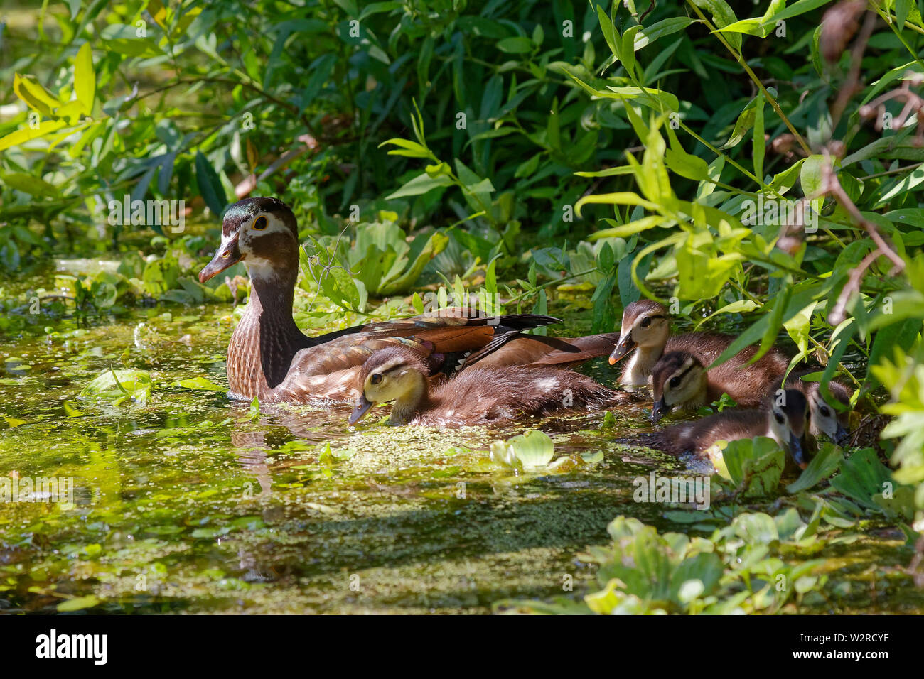 duck family, mother, 5 babies, swimming, green foliage, nature ...