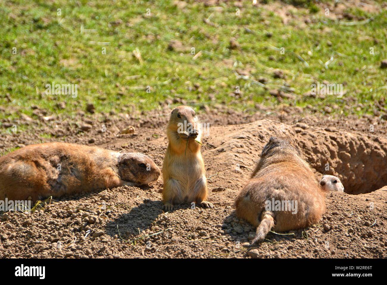 Prairie dogs in front of your cave Stock Photo - Alamy