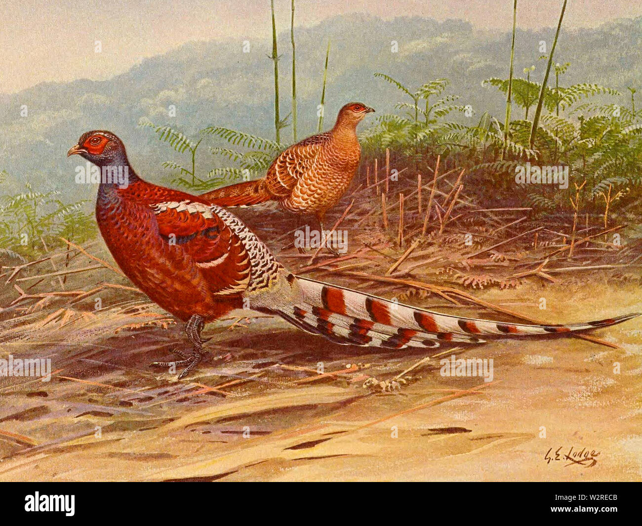 Burmese Barred-backed Pheasant by George Edward Lodge Stock Photo - Alamy