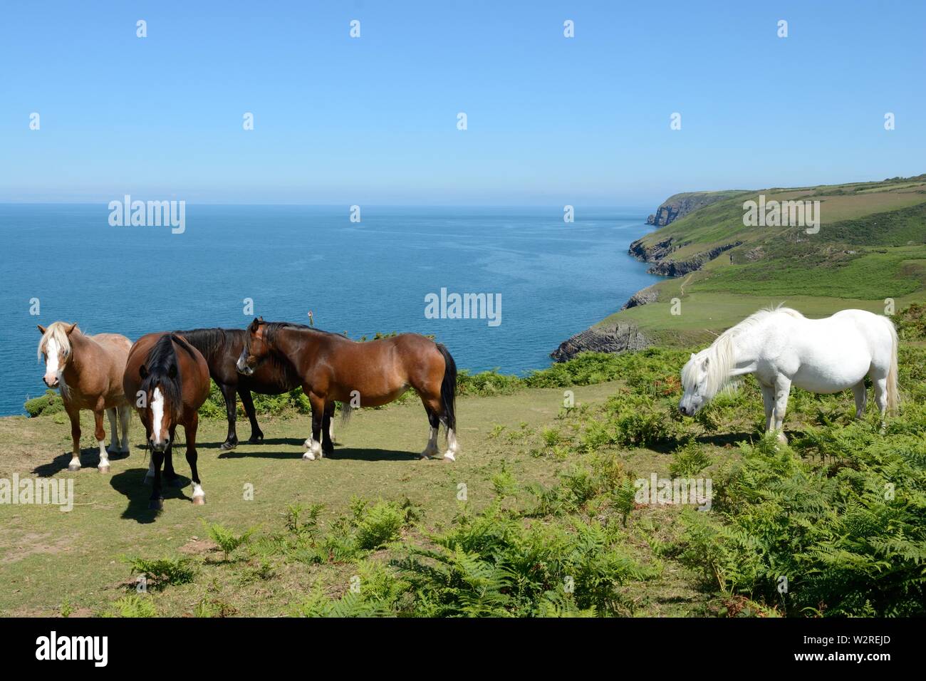 Horses grazing on a cliff edge on the Ceredigion Coast Path Wales Cymru ...