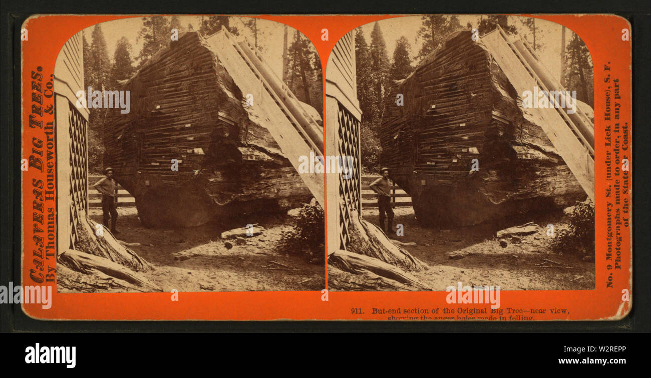 But-end section of the Original Big Tree - near view, showing the auger ...