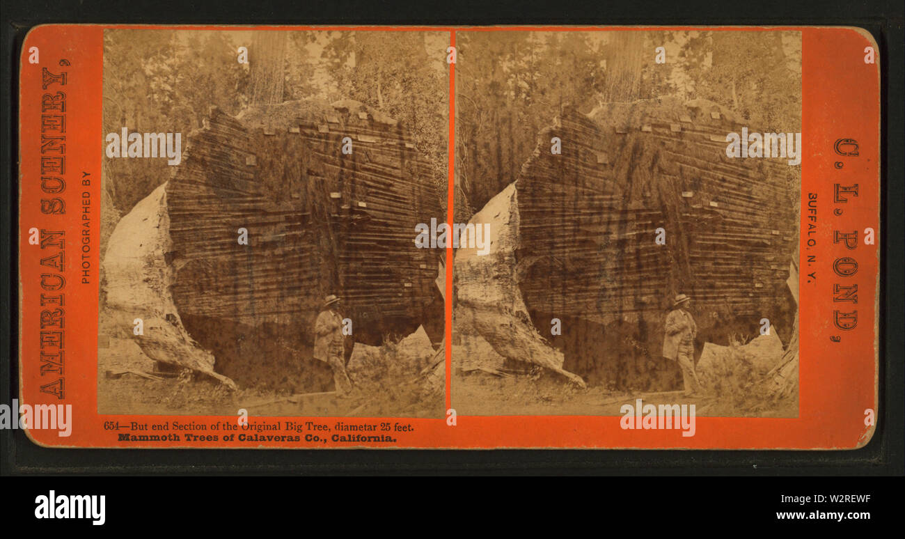 But-end section of the Original Big Tree, diameter 25 feet, Mammoth ...