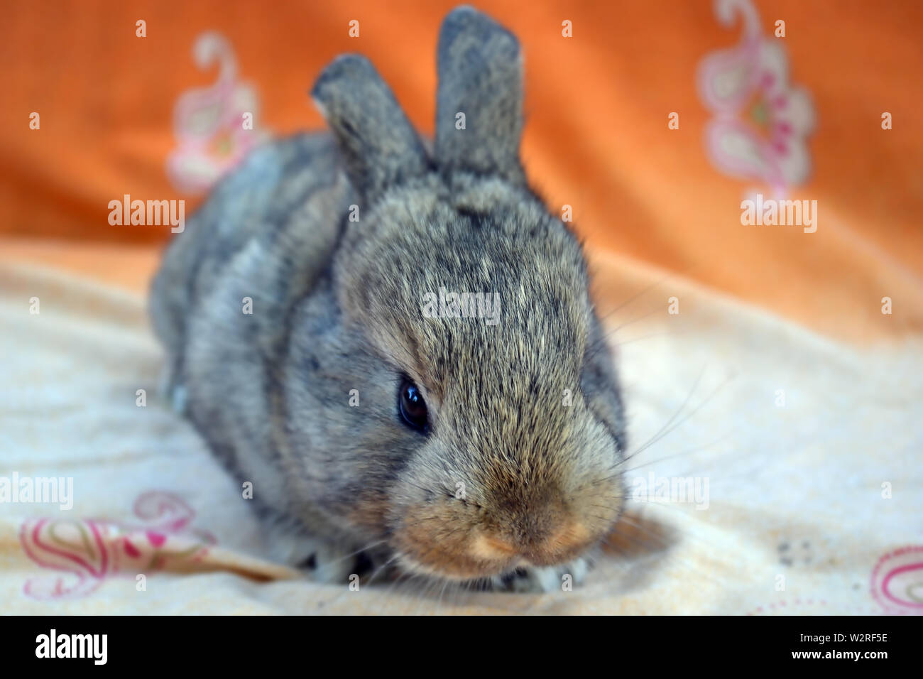 Rabbit raising hi-res stock photography and images - Alamy