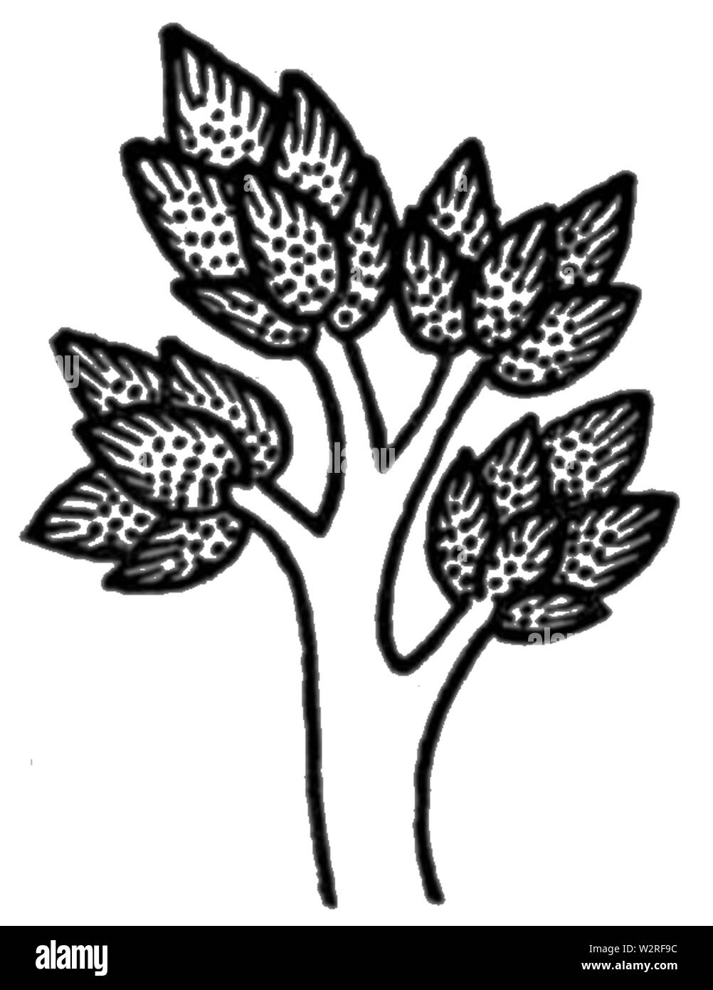 Species of shrub or tree Cut Out Stock Images & Pictures - Alamy