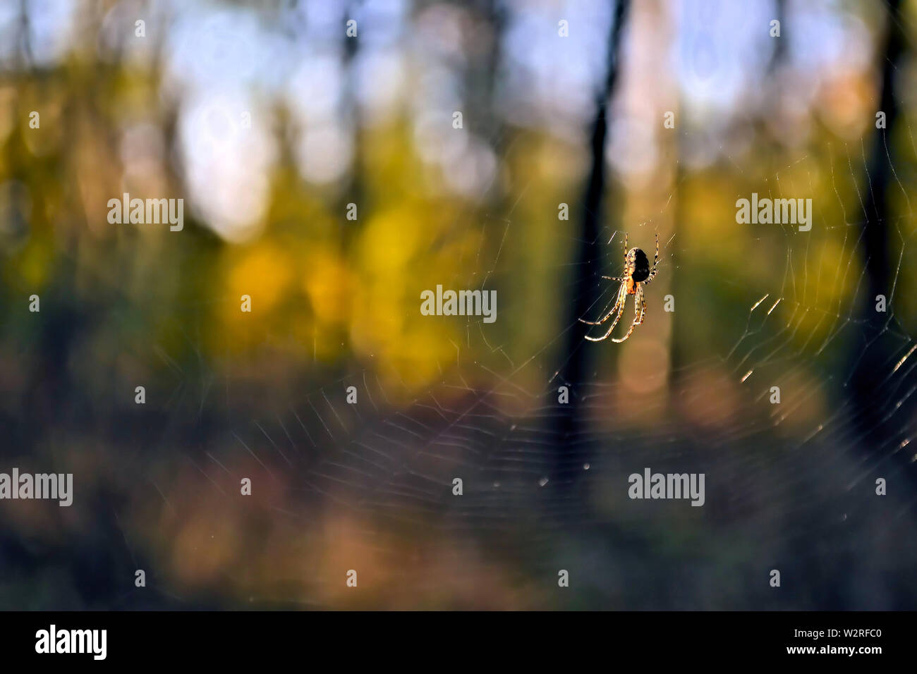 Spiders hanging in trees hi-res stock photography and images - Alamy