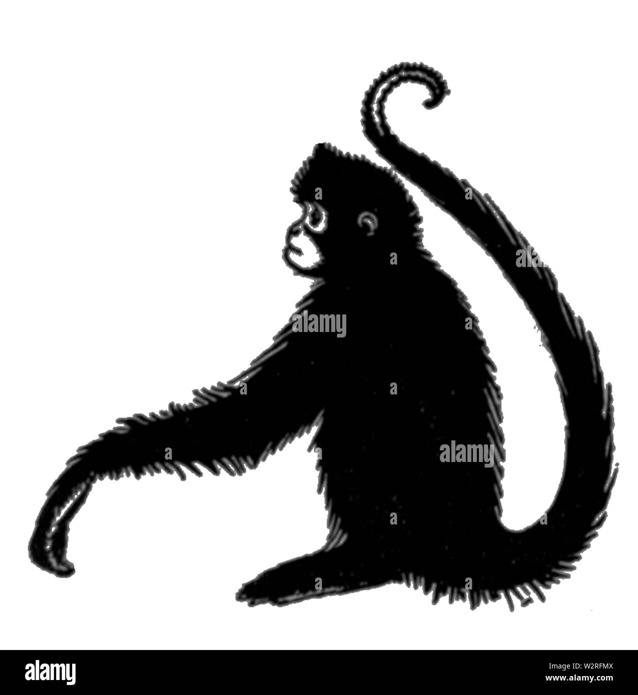 Monkey spider Cut Out Stock Images & Pictures - Alamy