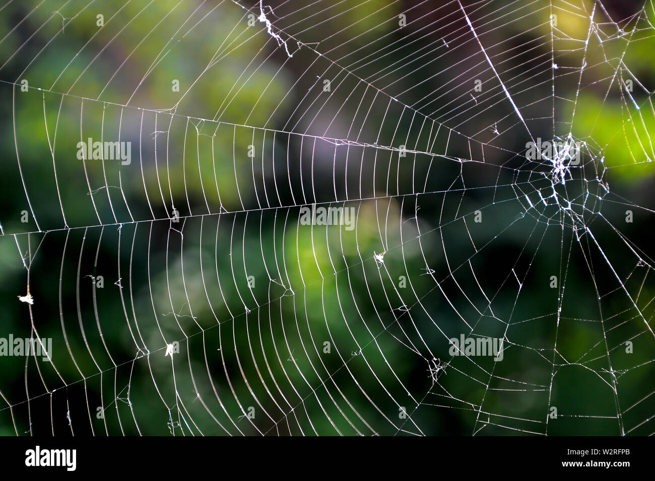 Spider in a spider web Stock Photo - Alamy