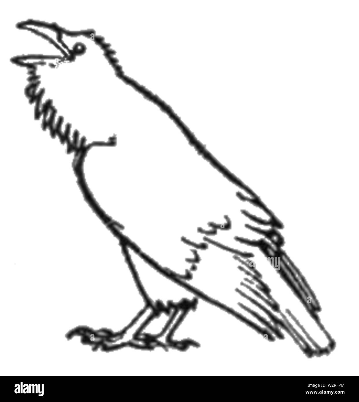 Raven behavior Black and White Stock Photos & Images - Alamy