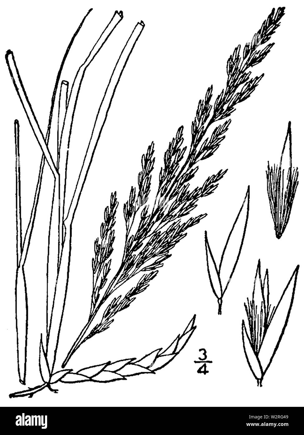 Calamovilfa longifolia BB-1913 Stock Photo - Alamy