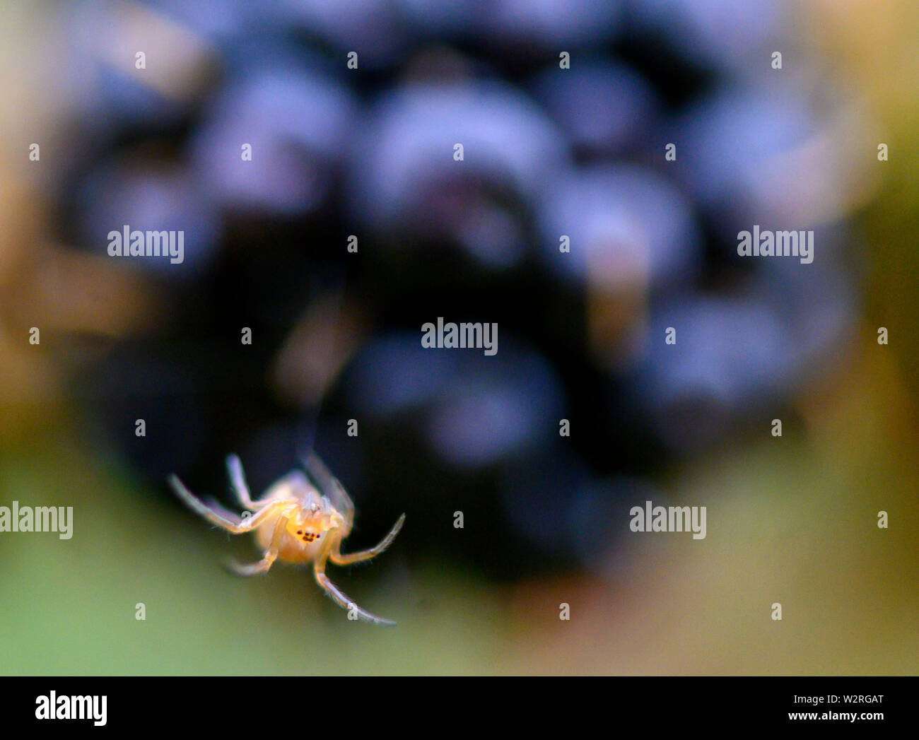 Minuscule Spider
