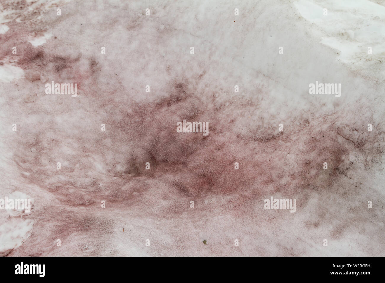 Chlamydomonas nivalis watermelon snow hi-res stock photography and ...