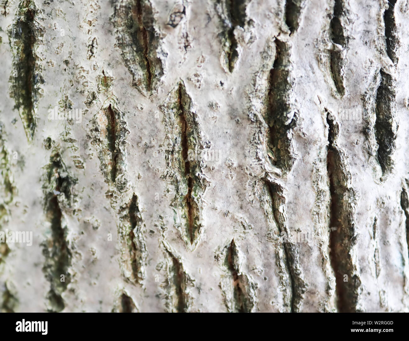 Close-up texture of the valuable and beautiful walnut tree bark Stock ...