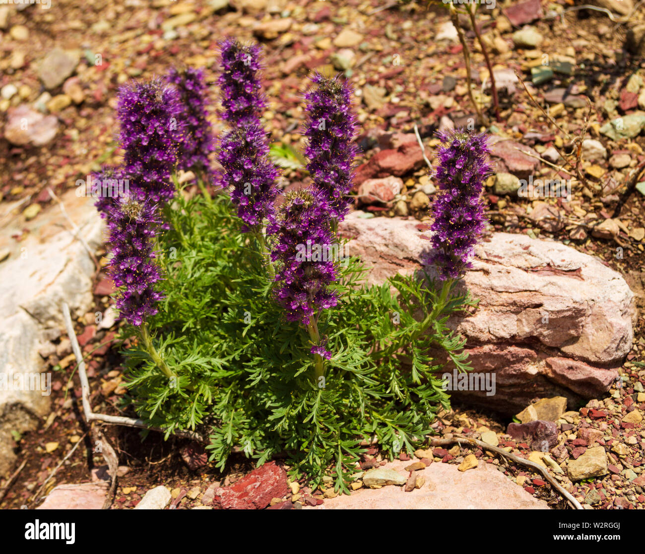 Scorpion weed hi-res stock photography and images - Alamy