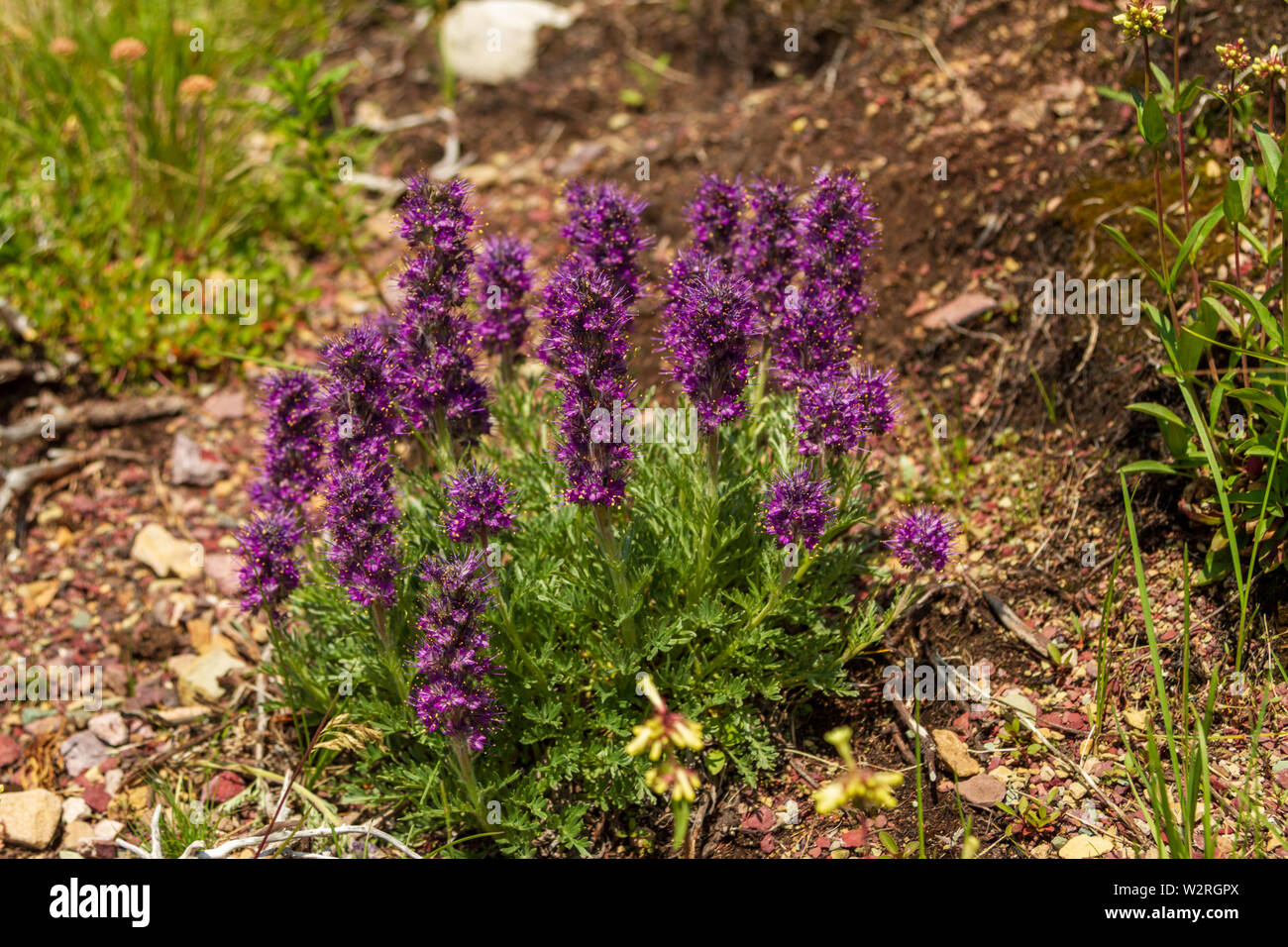 Group of Silky scorpion-weed (Phacelia sericea), image of entire plant ...