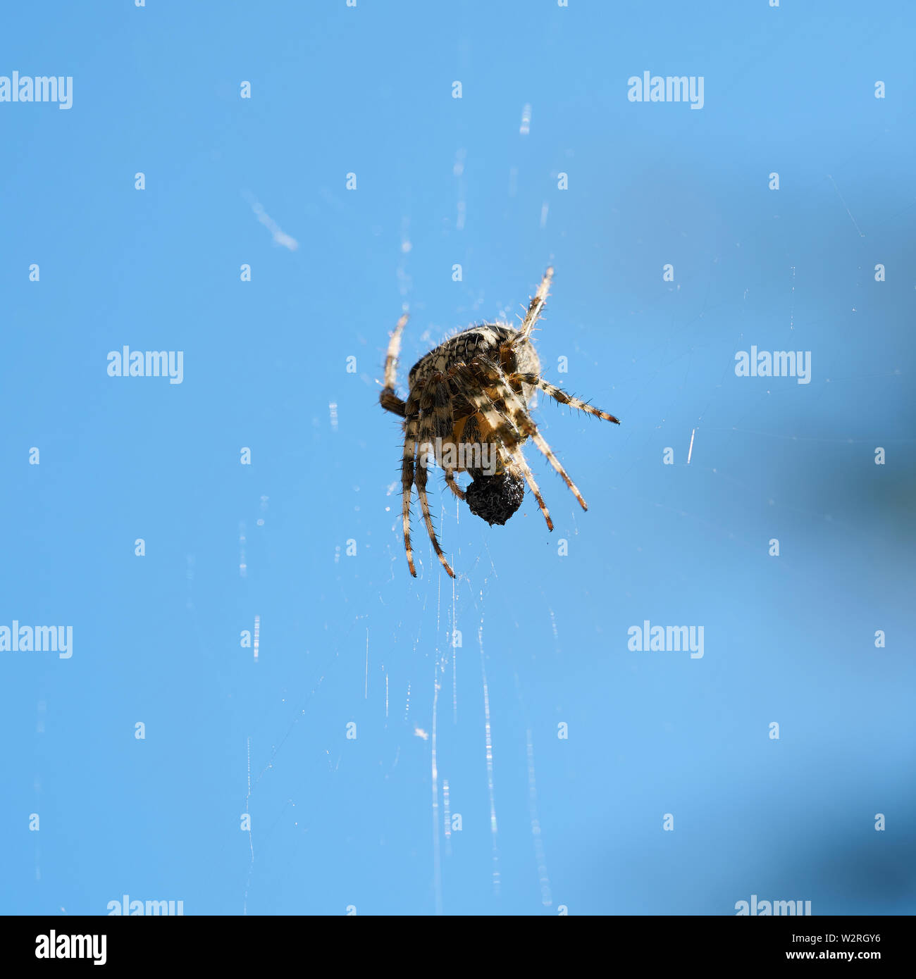 Spider in a spider web Stock Photo - Alamy