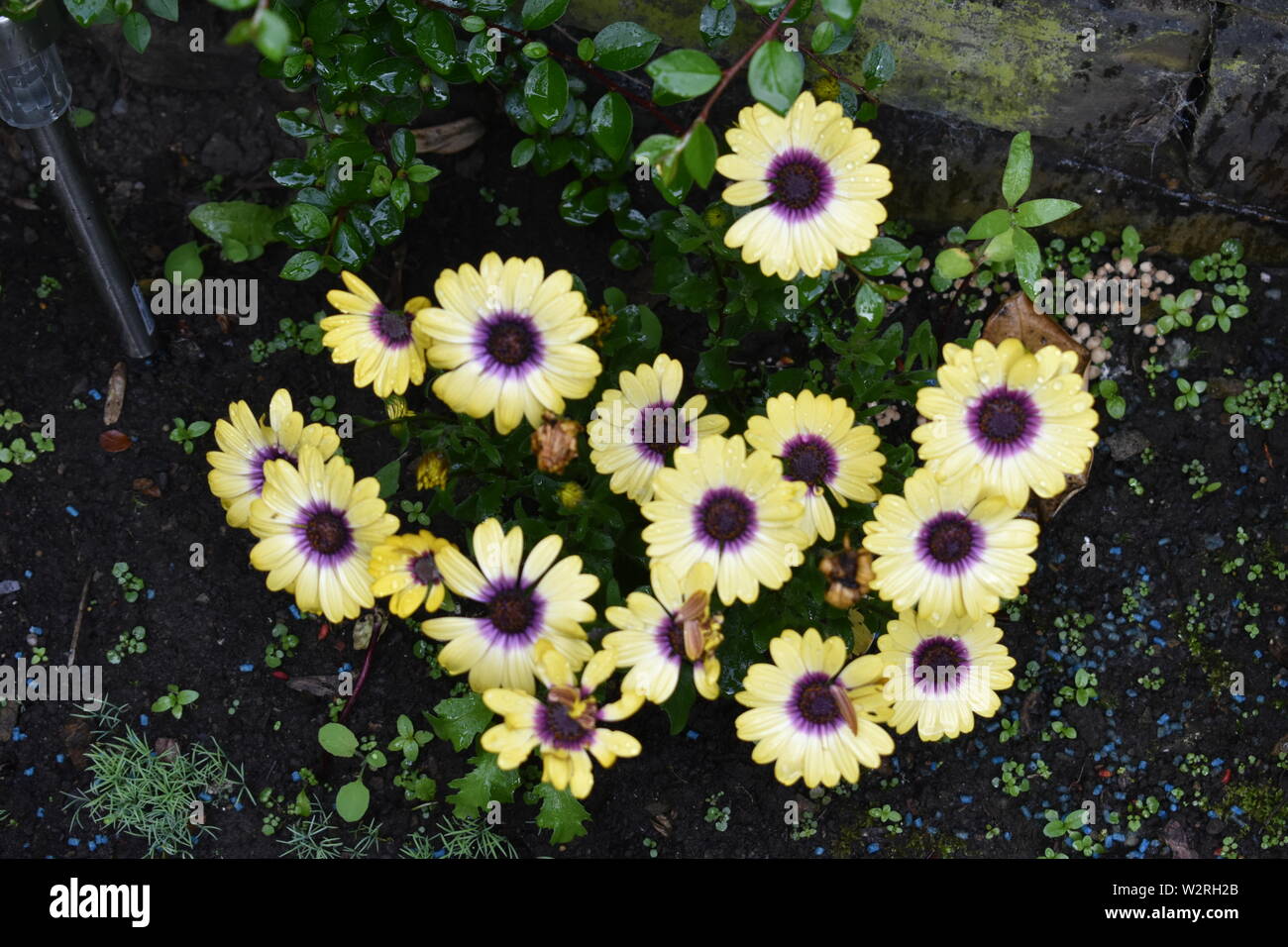 Flowers in sun and rain Stock Photo - Alamy