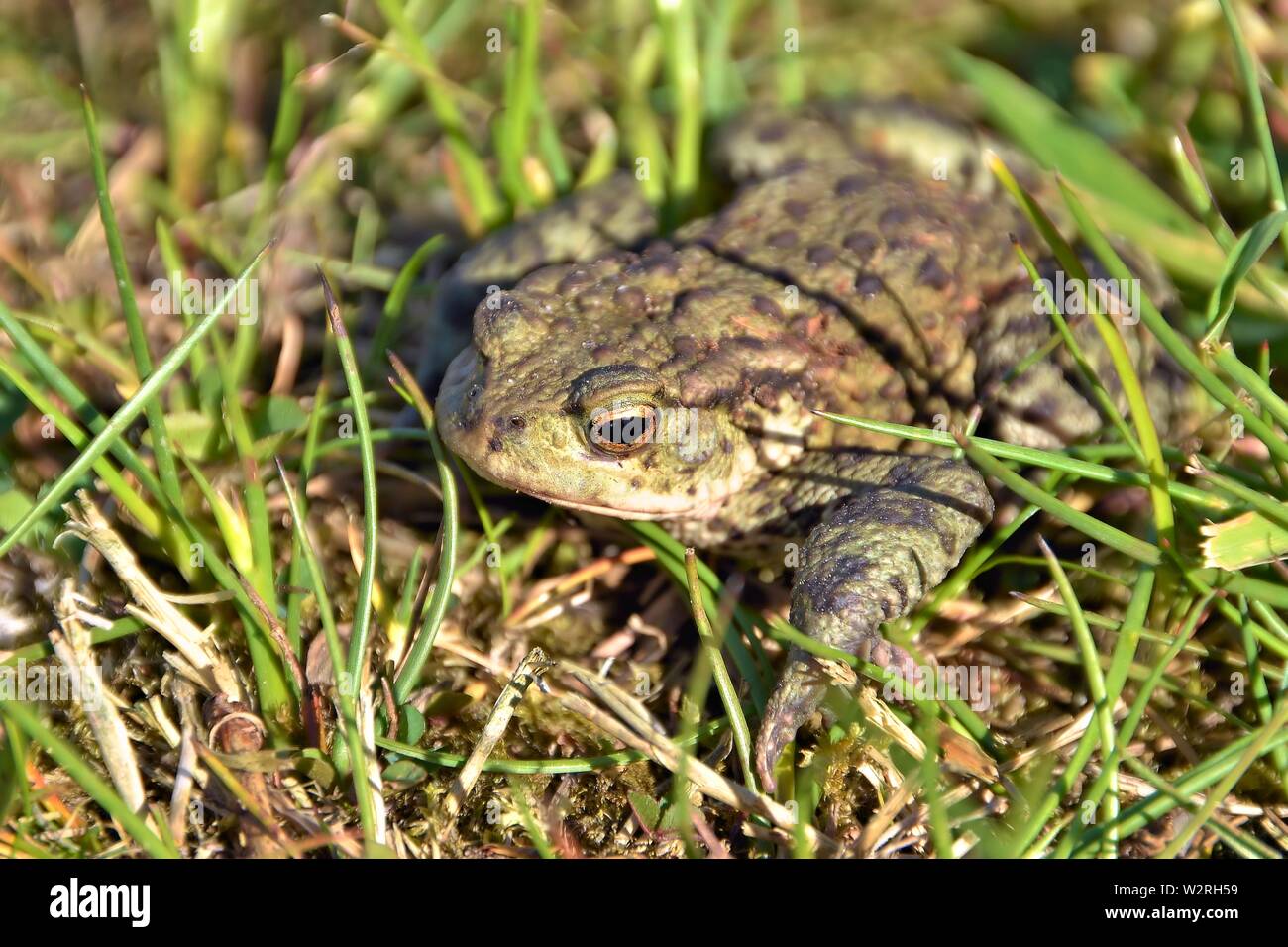 Toad in soil hi-res stock photography and images - Alamy