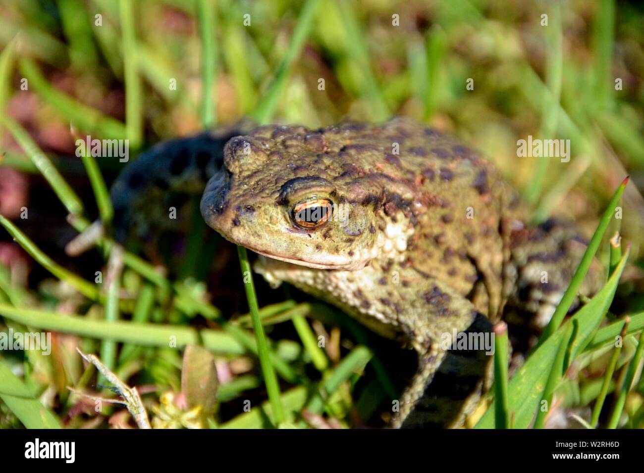 Toad in soil hi-res stock photography and images - Alamy