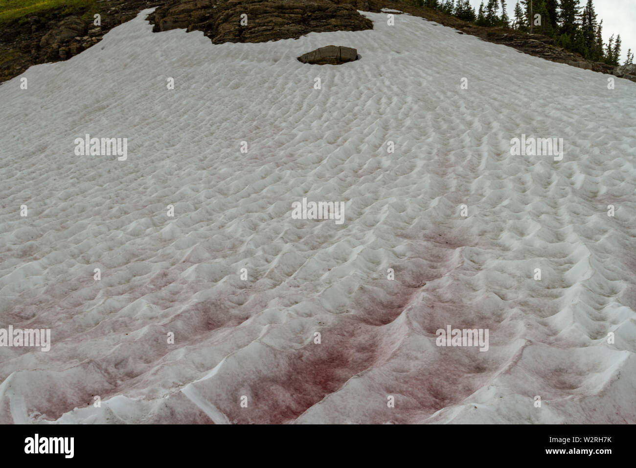Cryophilic algae hi-res stock photography and images - Alamy