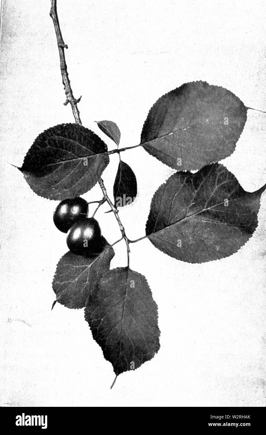 Plum spray hi-res stock photography and images - Alamy