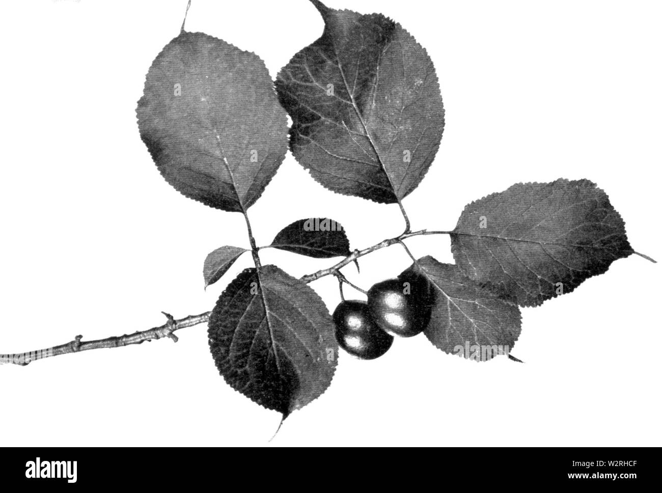 Plum spray hi-res stock photography and images - Alamy