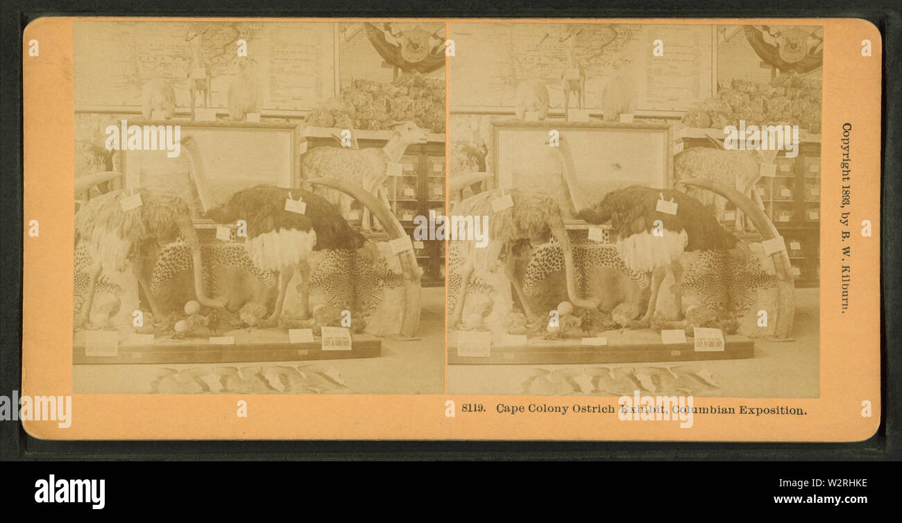 Cape Colony ostrich exhibit, Columbian Exposition, by Kilburn, B W ...