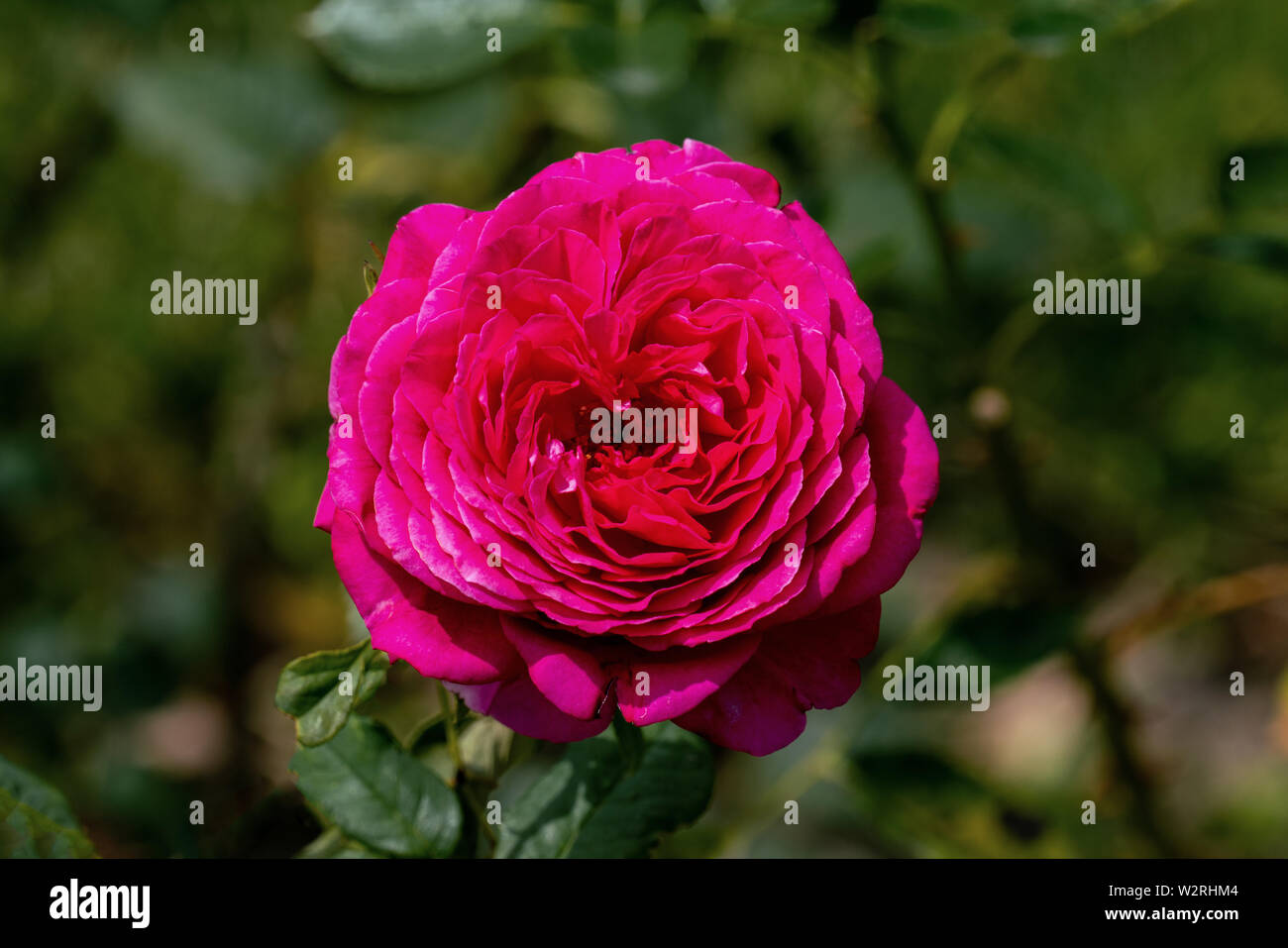 Big rose petals hi-res stock photography and images - Alamy