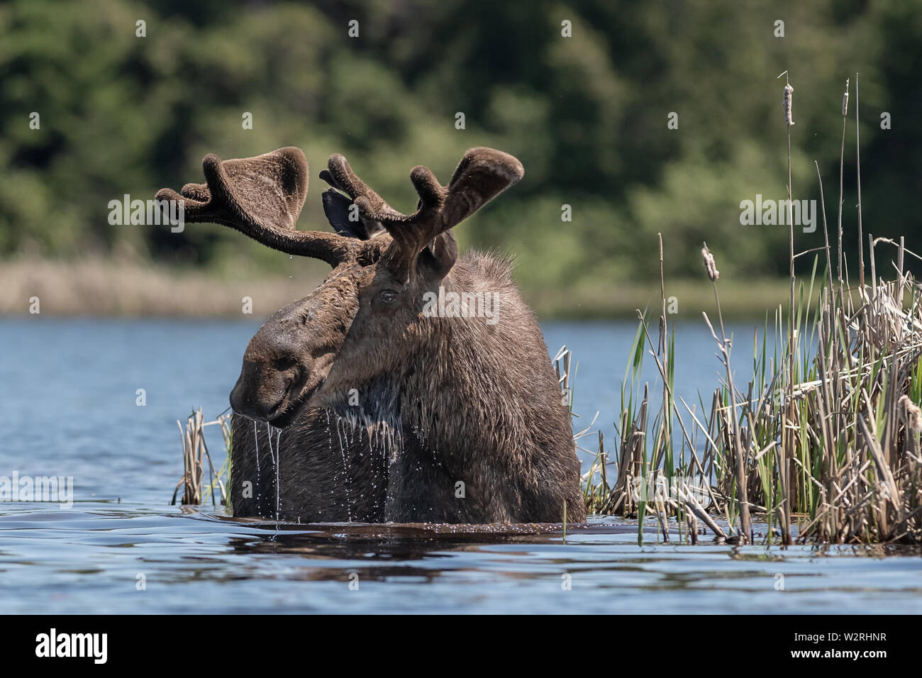 Spring Bull Moose July 10 Stock Photo - Alamy