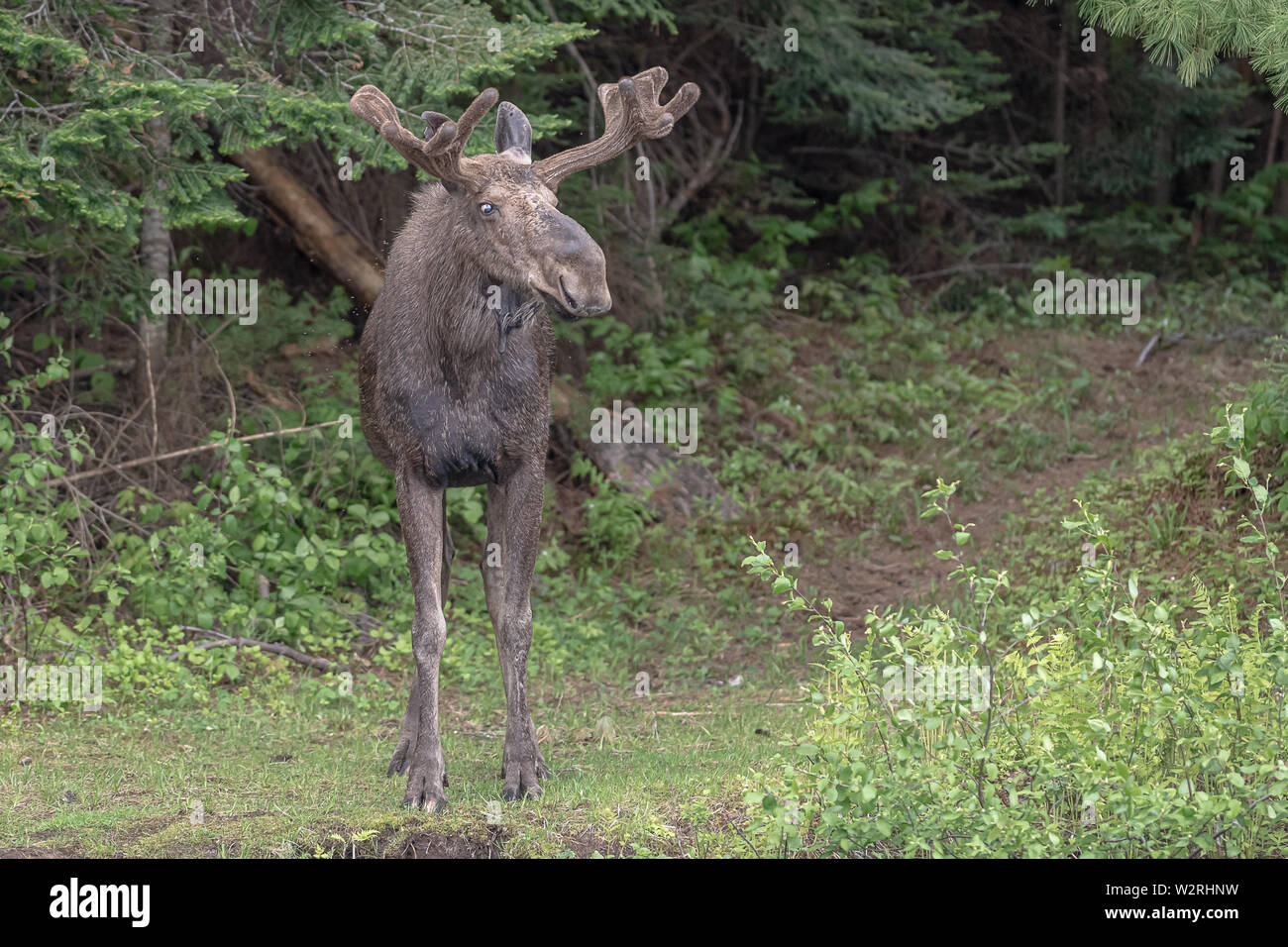Lily and moose hi-res stock photography and images - Alamy