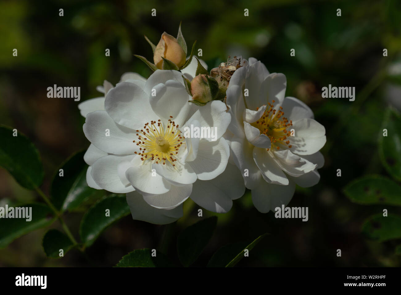 Ground Cover Rose High Resolution Stock Photography and Images - Alamy