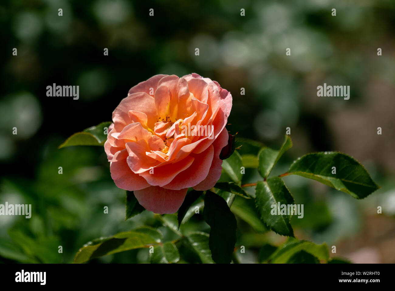 Rose marie curie hi-res stock photography and images - Alamy