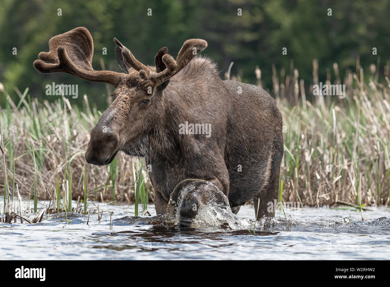Spring Bull Moose July 10 Stock Photo - Alamy