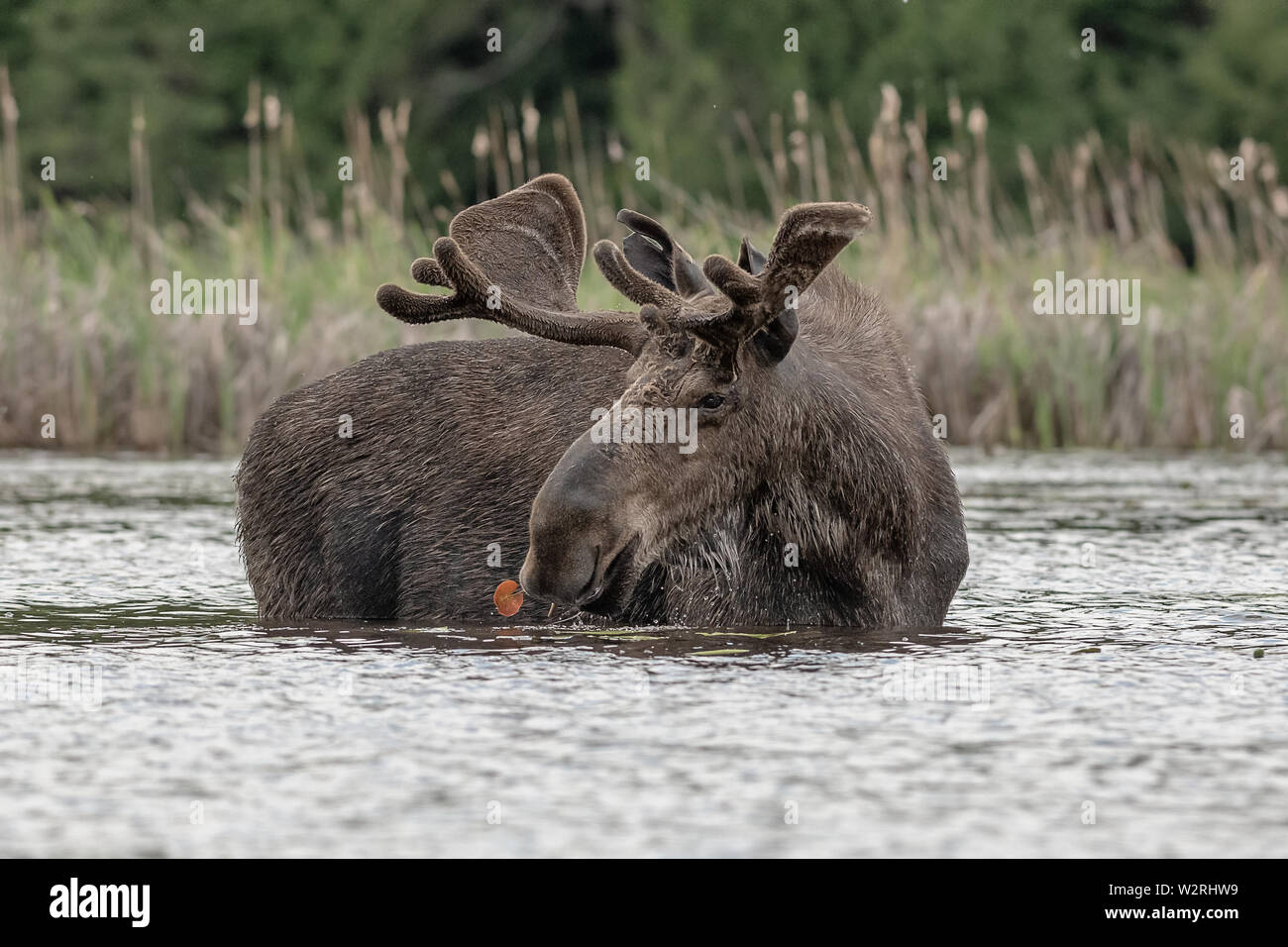 Spring Bull Moose July 10 Stock Photo - Alamy