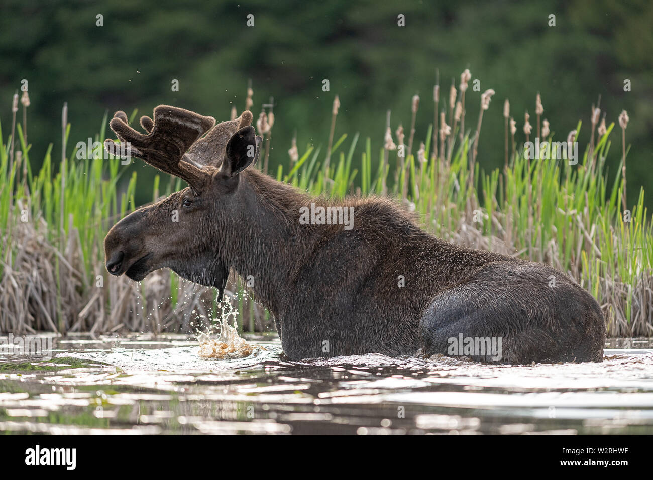 Lily and moose hi-res stock photography and images - Alamy
