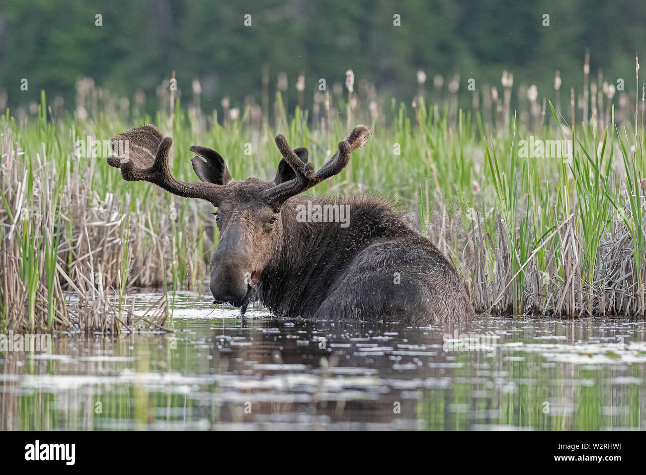 Spring Bull Moose July 10 Stock Photo - Alamy