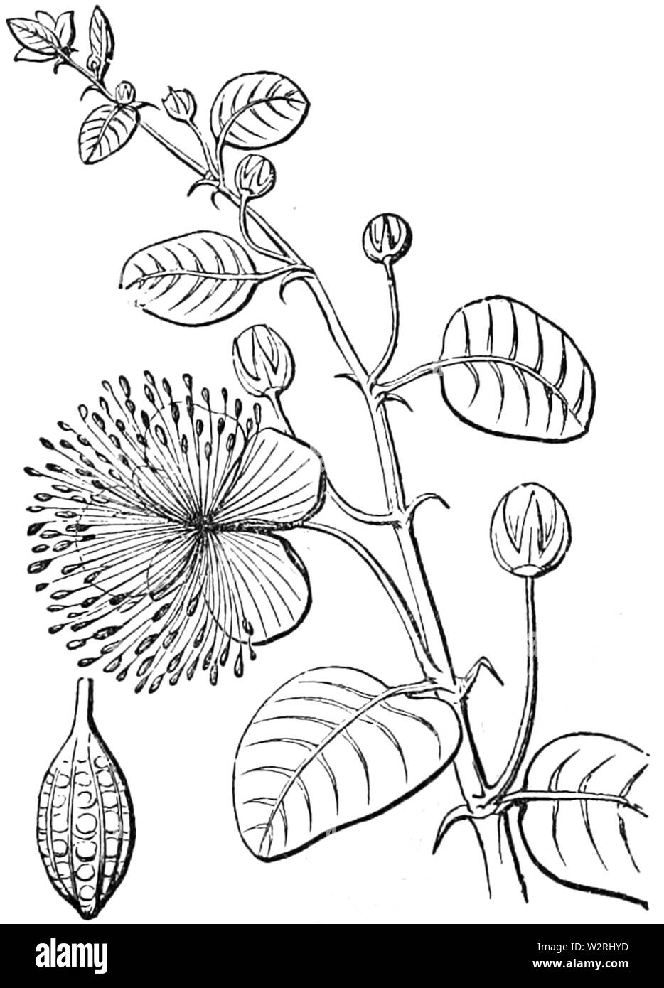 Vegetation line Cut Out Stock Images & Pictures - Alamy