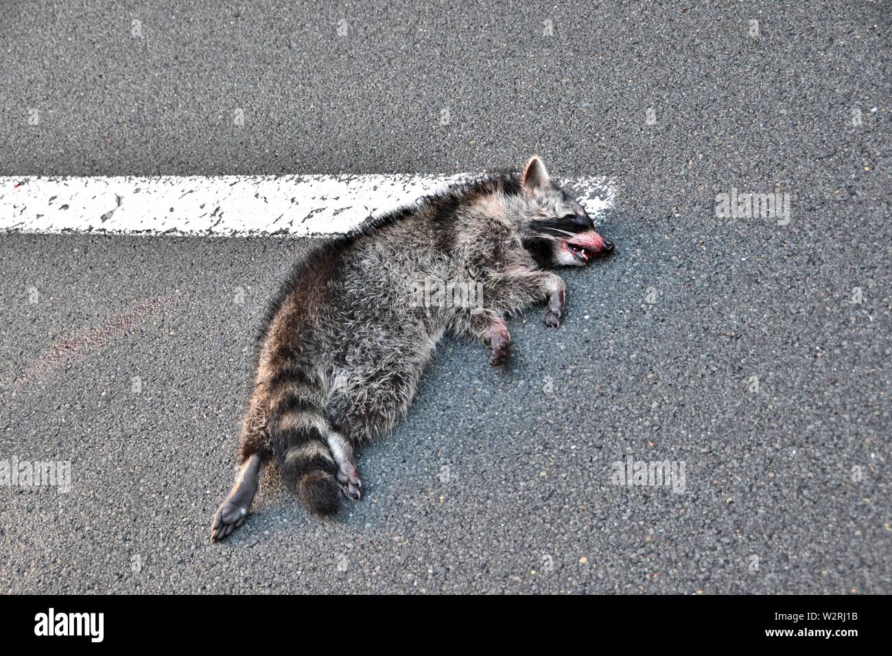 Raccoon street hi-res stock photography and images - Alamy