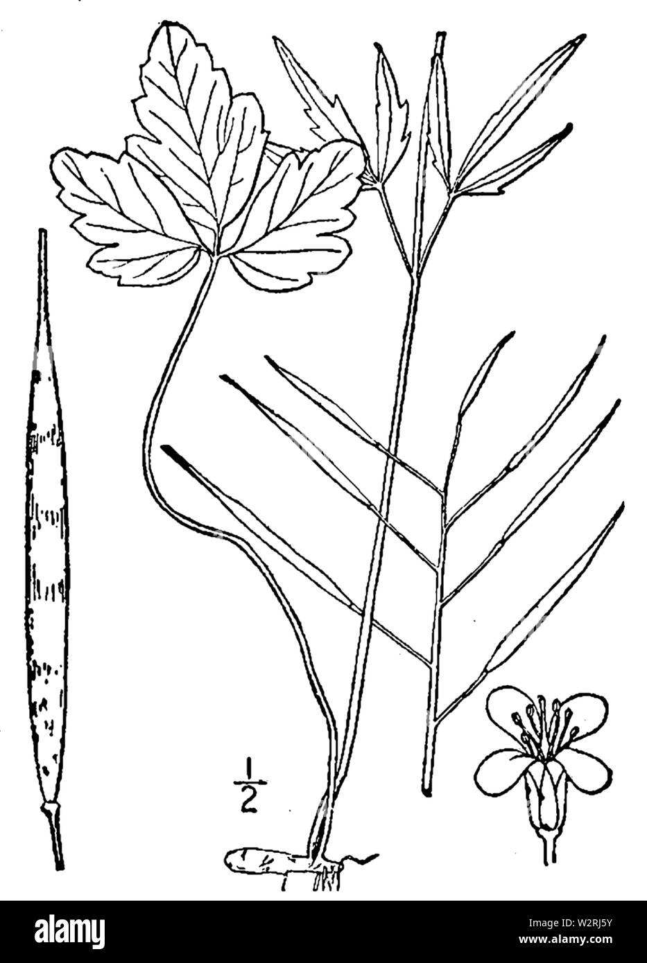 Angustata hi-res stock photography and images - Alamy