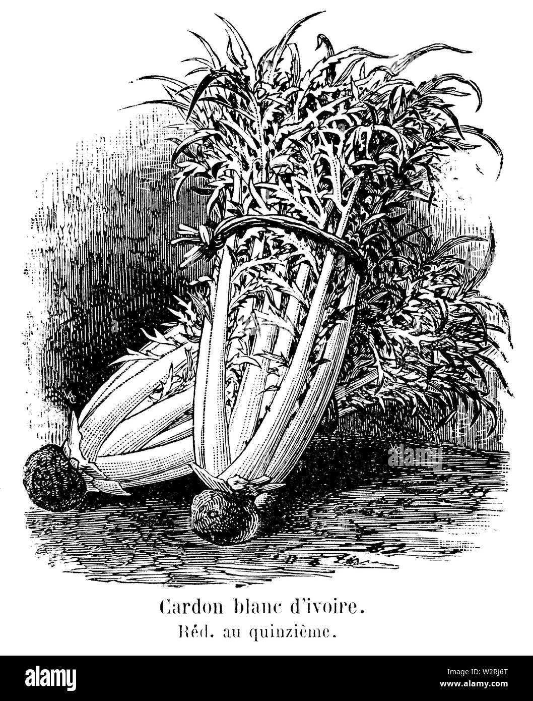 Cardoon illustration Cut Out Stock Images & Pictures - Alamy