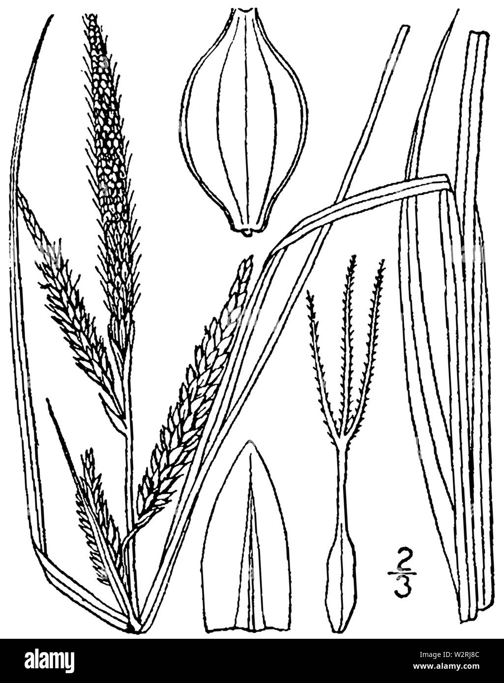 Botanical specimen drawing Black and White Stock Photos & Images - Alamy
