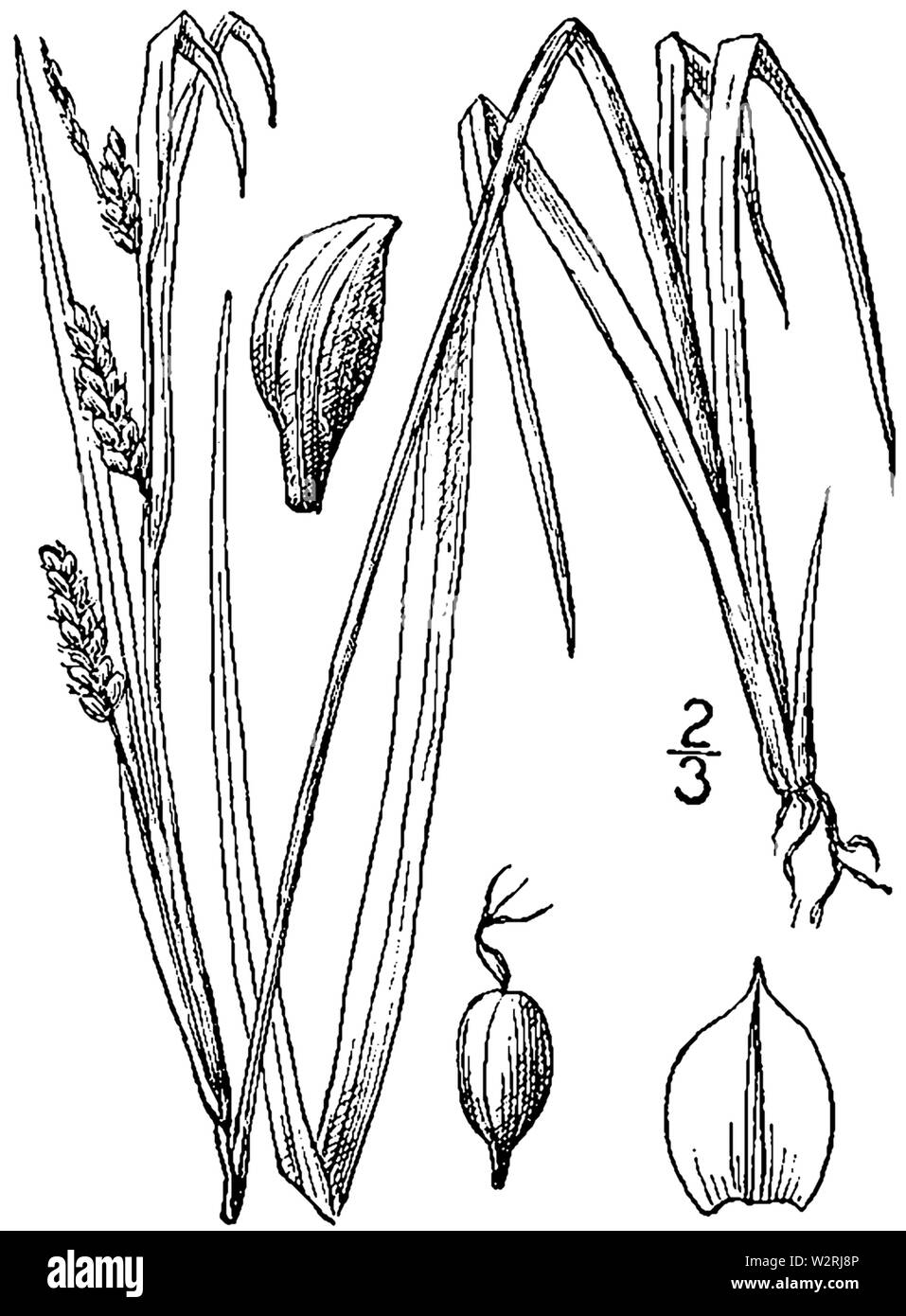 Carex blanda drawing 1 Stock Photo - Alamy