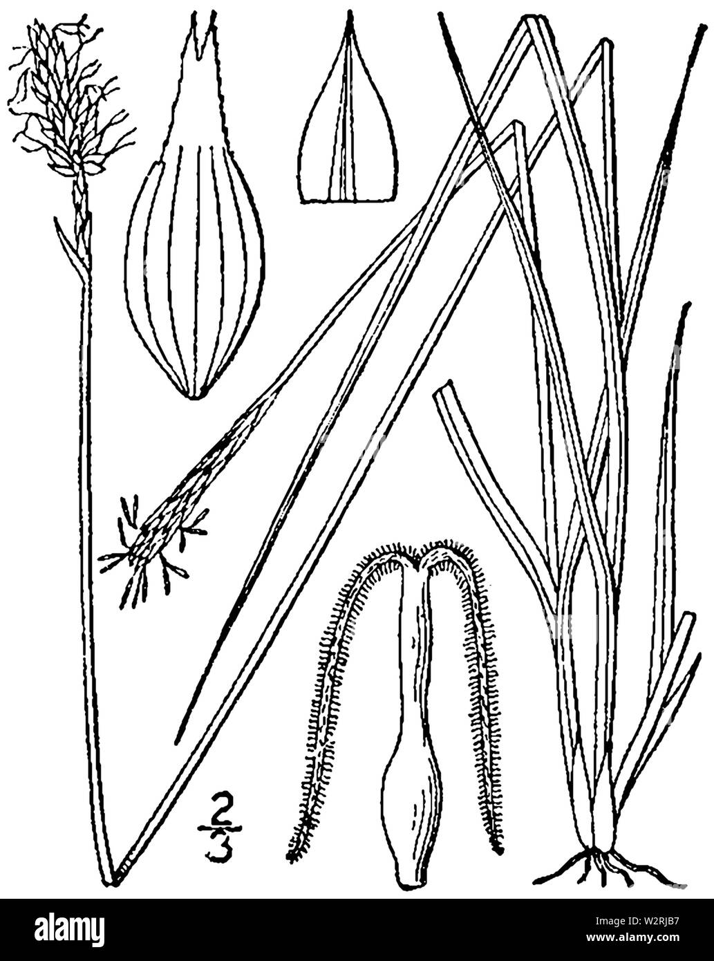 Exilis Cut Out Stock Images & Pictures - Alamy