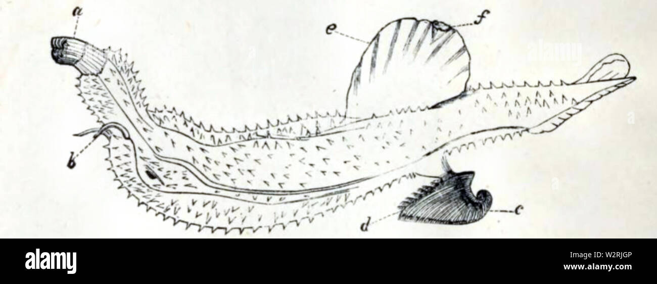 Carinaria lamarcki hi-res stock photography and images - Alamy