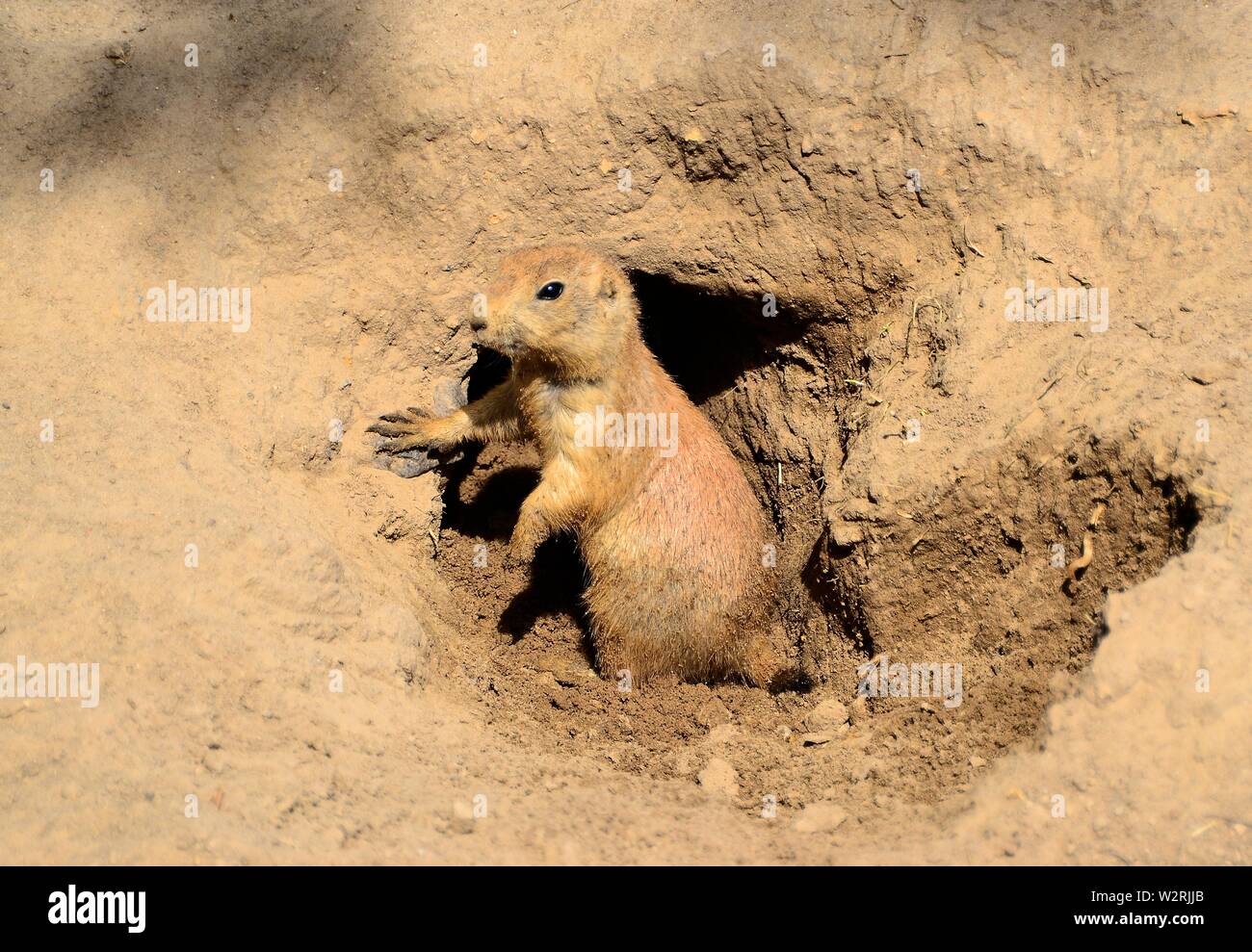 Prairie dogs in zoo hi-res stock photography and images - Alamy