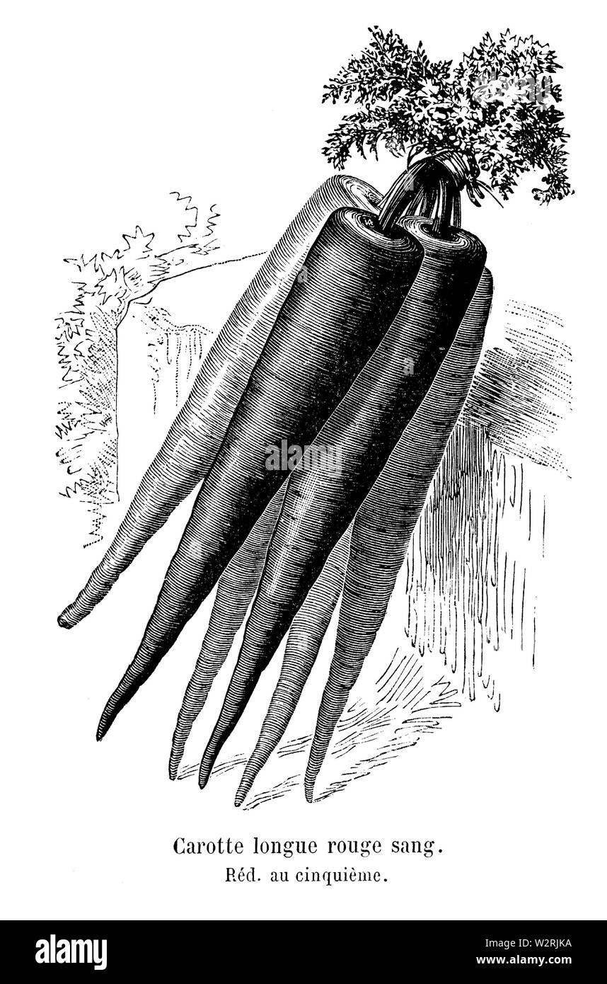 Carotte longue rouge sang Vilmorin-Andrieux 1904 Stock Photo - Alamy