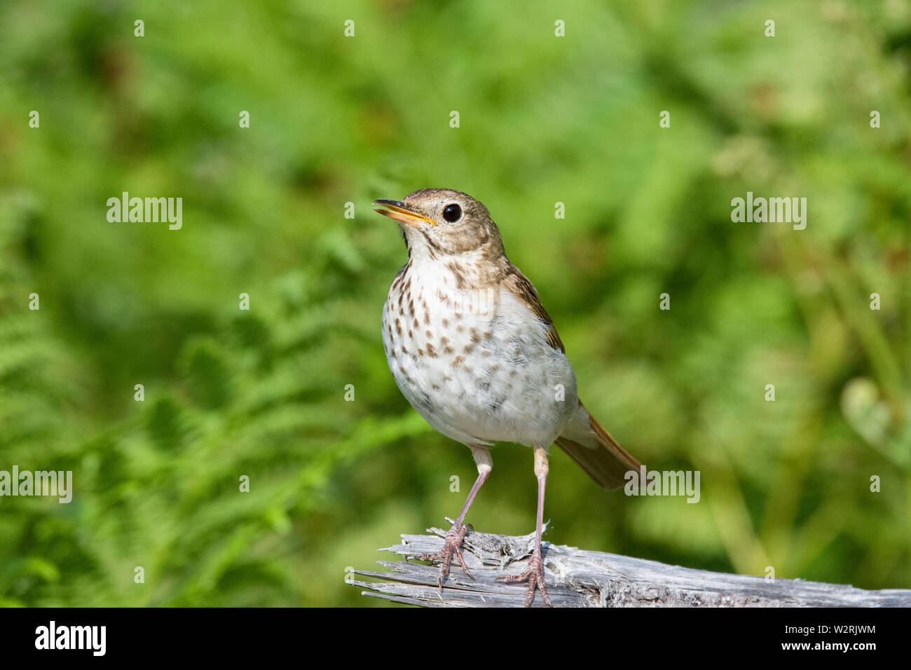 Hermit thrush singing hi-res stock photography and images - Alamy