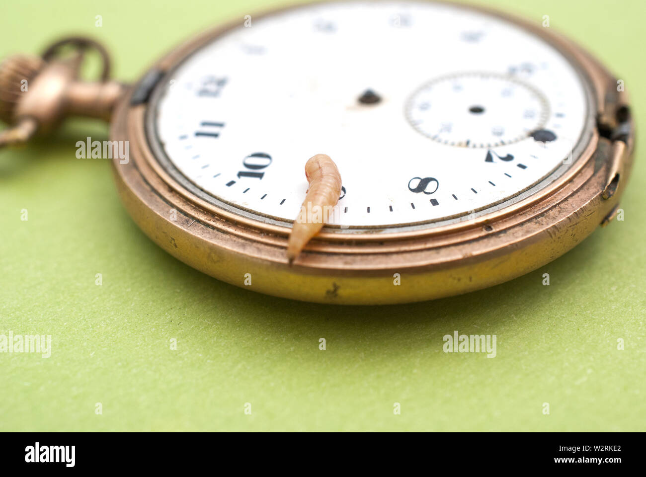 worm larvae on a vintage pocket clock image Stock Photo - Alamy
