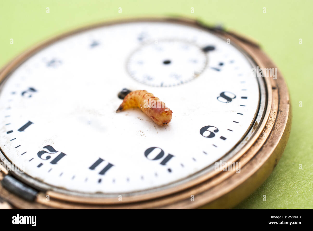 worm larvae on a vintage pocket clock image Stock Photo - Alamy