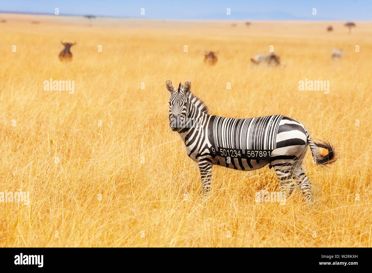 Zebra with bar code on the back concept in field Stock Photo - Alamy