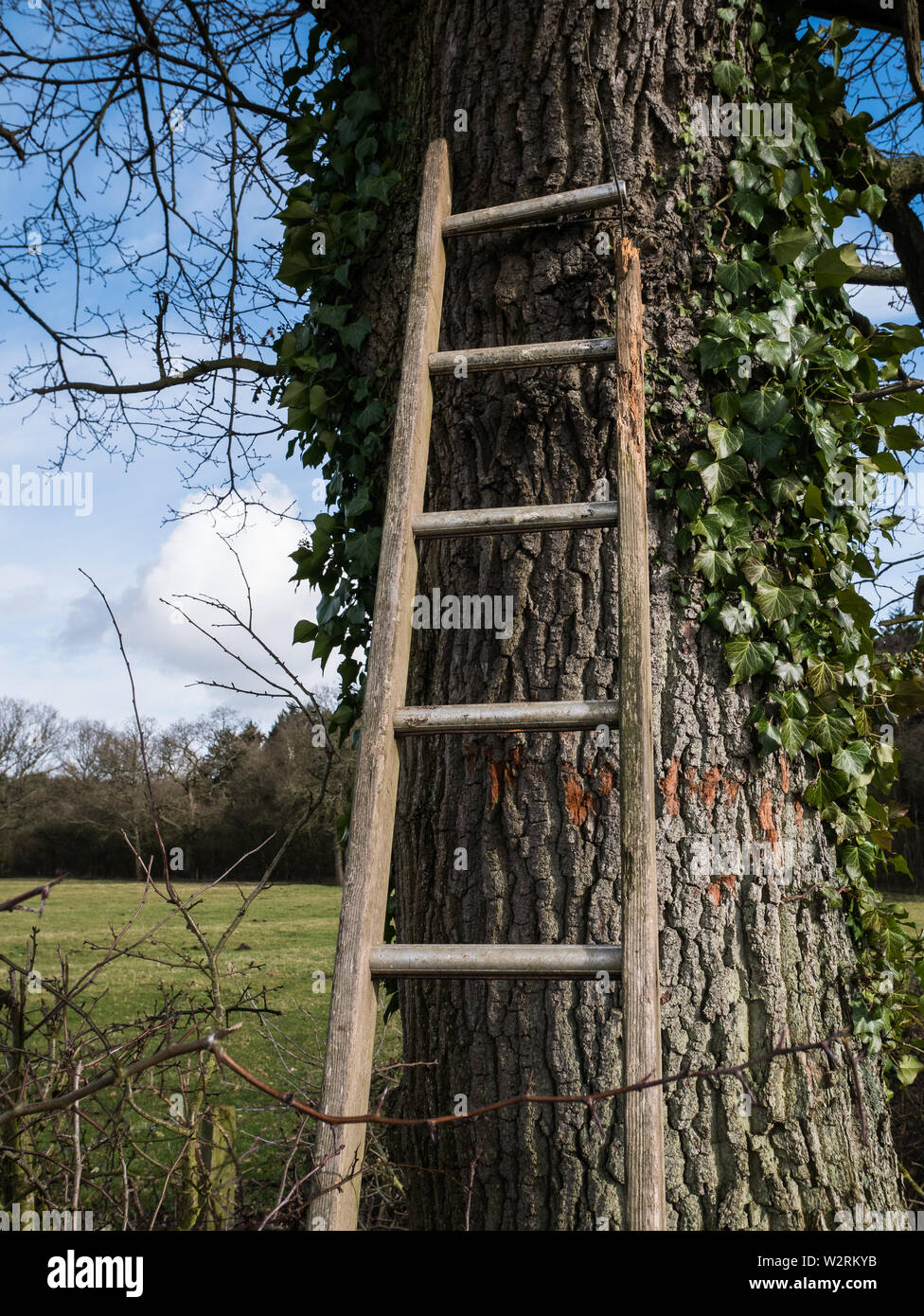 Colour Image Of an old decaying ladder against a tree in a field Stock ...